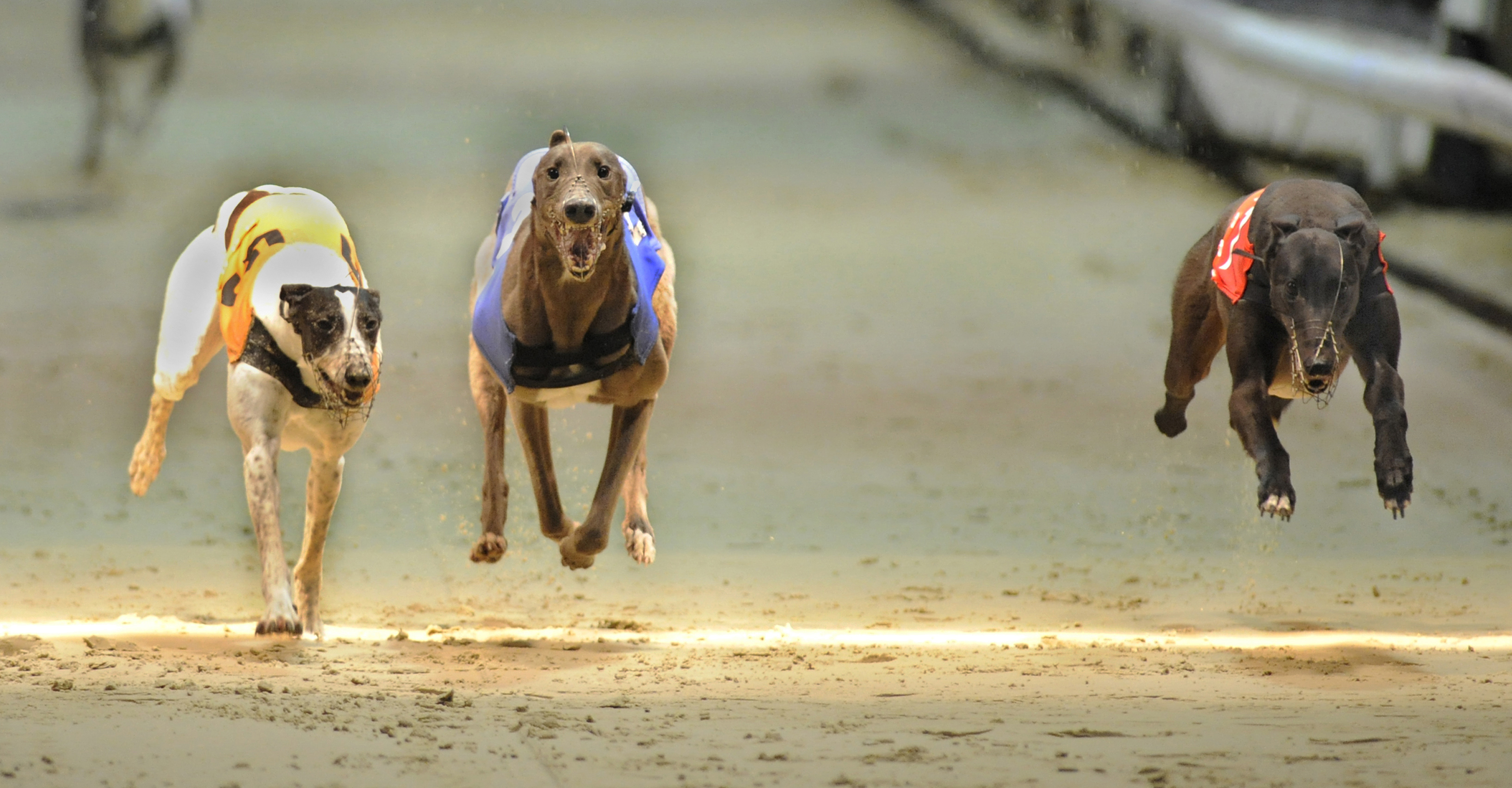 MONDAY PICTURE QUIZ - Greyhound Star | News from the Greyhound Industry