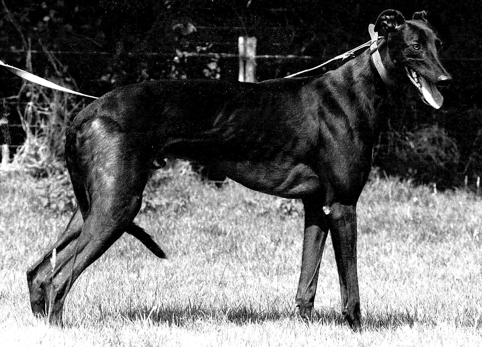 SAVVA - TOP 20 RACERS - PART 1 - Greyhound Star | News from the ...