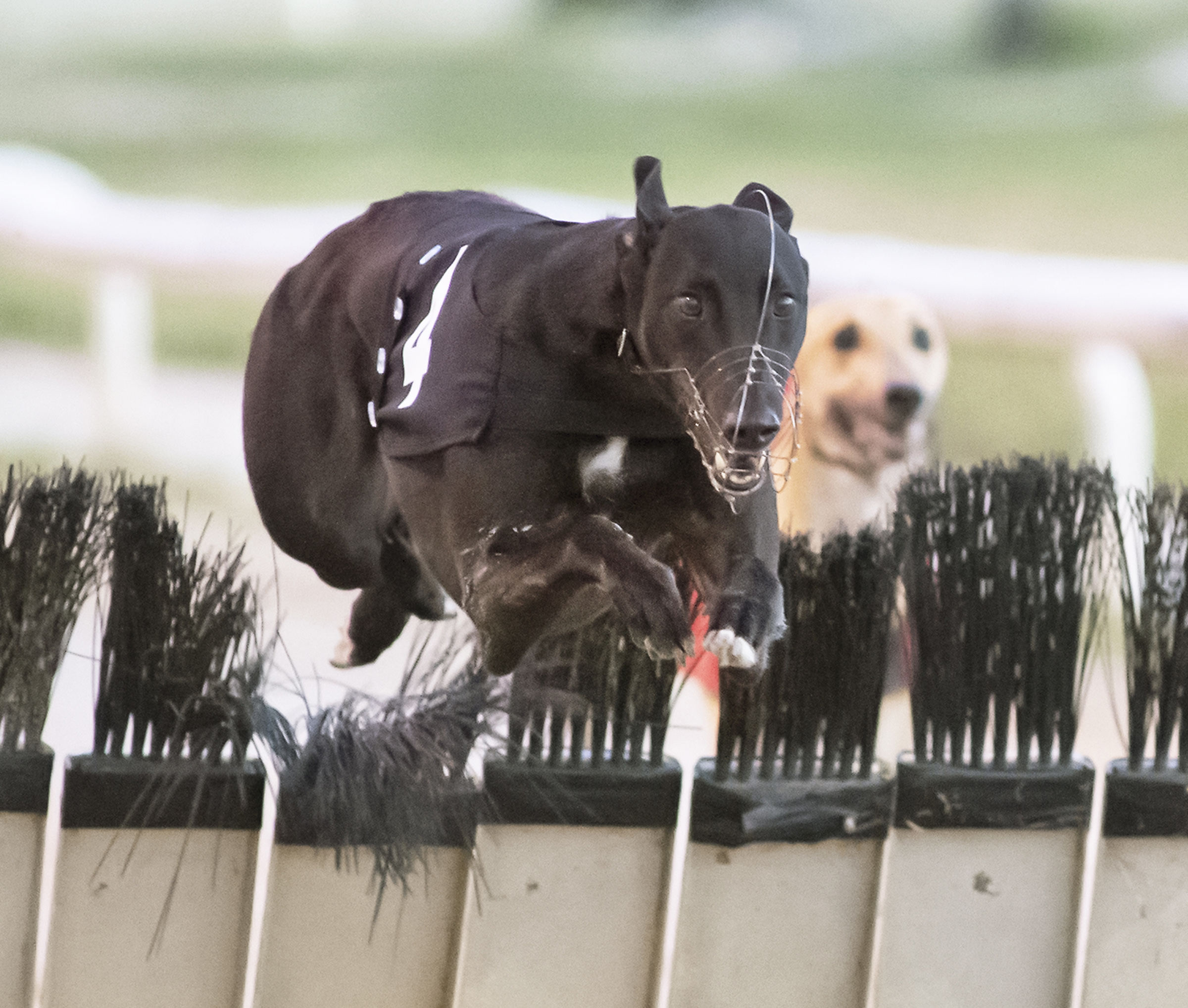 FASTEST OF YEAR - Greyhound Star | News from the Greyhound Industry