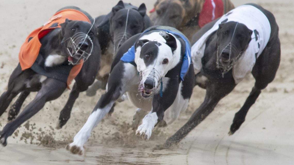 TOP 100 GREYHOUNDS - TOP 100 TRAINERS - Greyhound Star | News from the ...