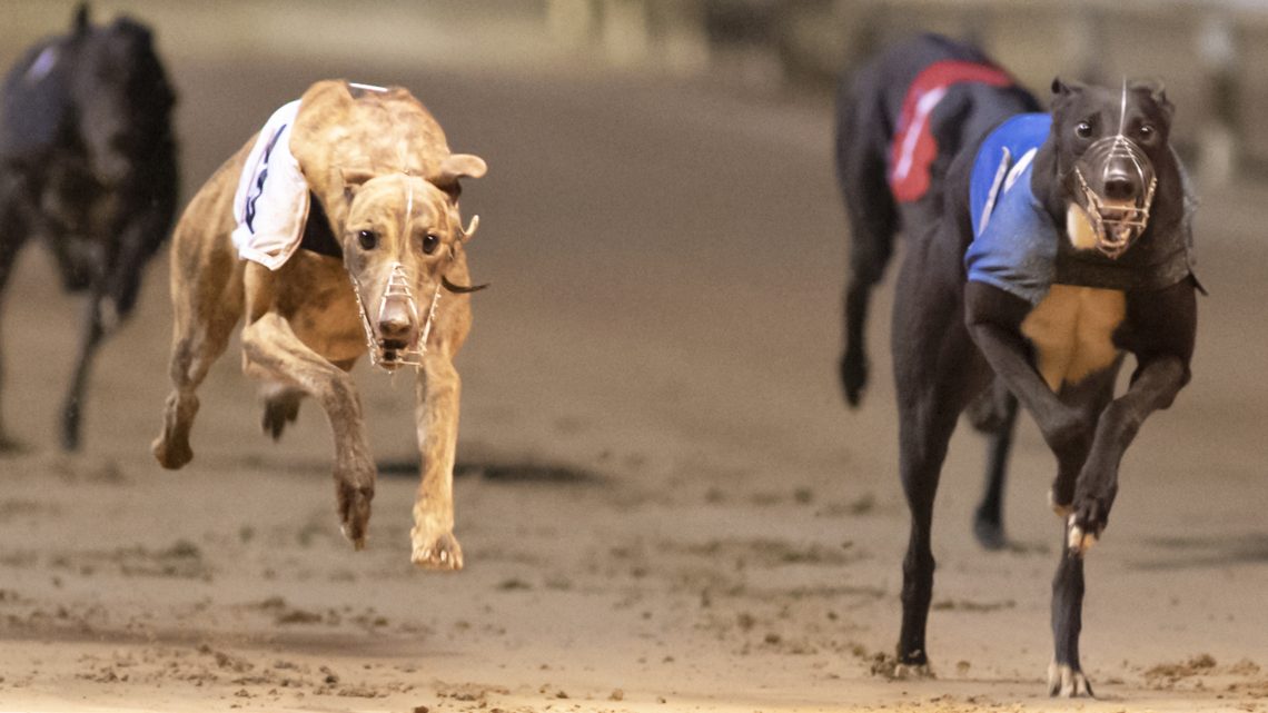 BRITISH PERFORMANCE OF THE WEEK - Greyhound Star | News from the ...