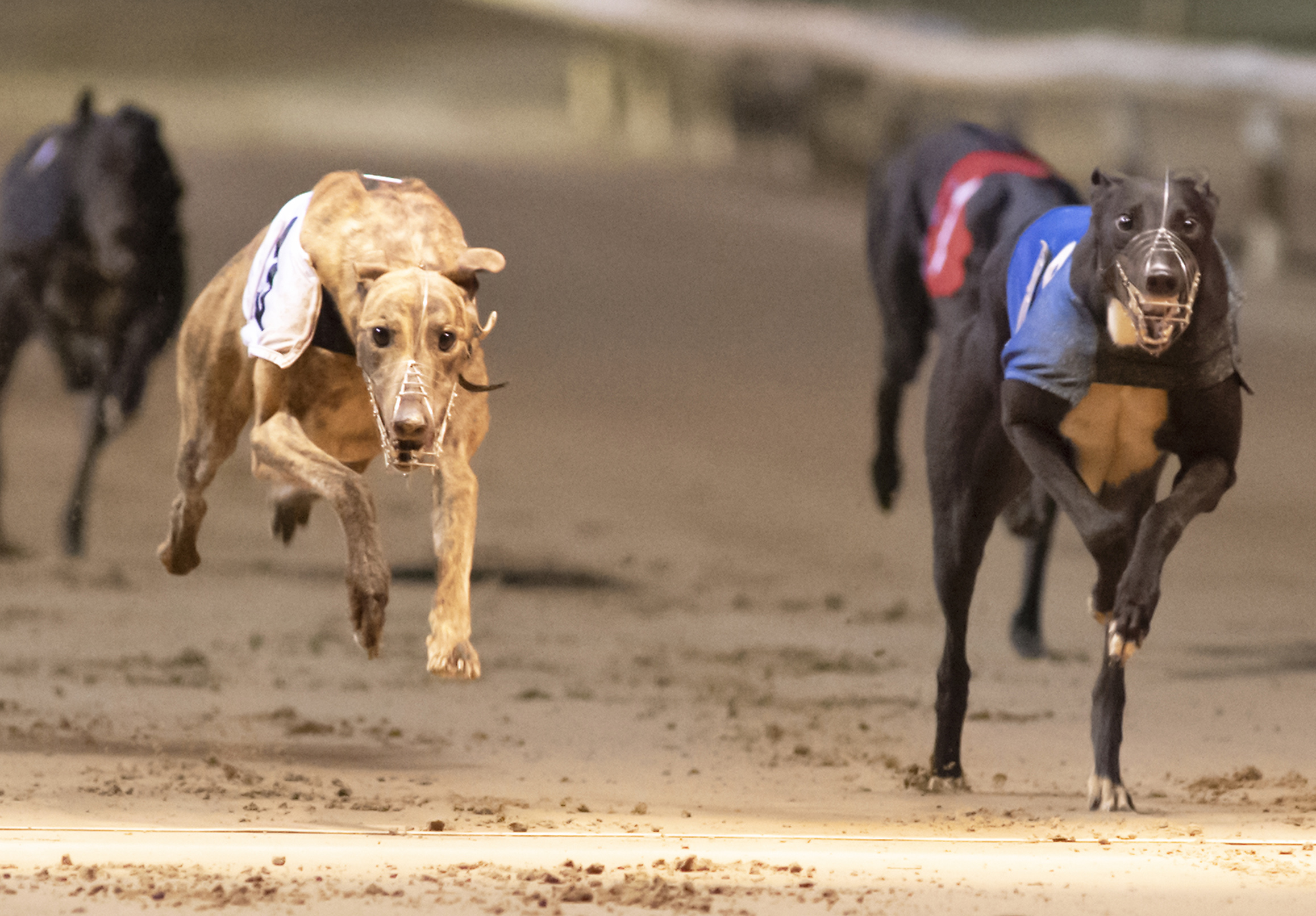 BRITISH PERFORMANCE OF THE WEEK - Greyhound Star | News from the ...