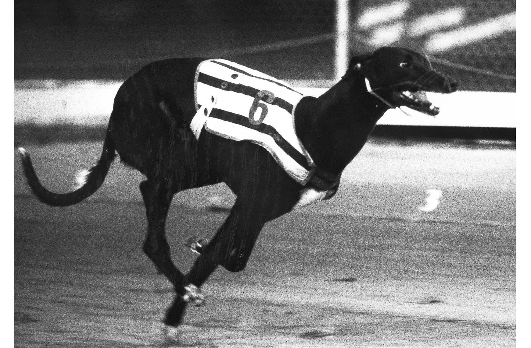 REMEMBER WHEN - Greyhound Star | News from the Greyhound Industry