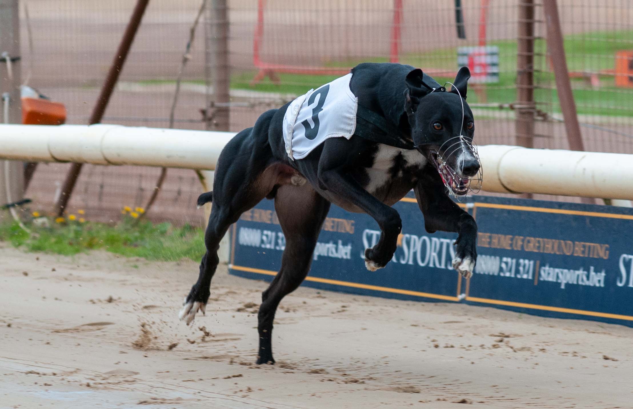 BRITISH PERFORMANCE OF THE WEEK - Greyhound Star | News from the ...