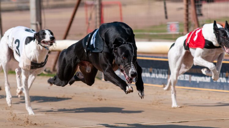 Swindon - Greyhound Star | News from the Greyhound Industry
