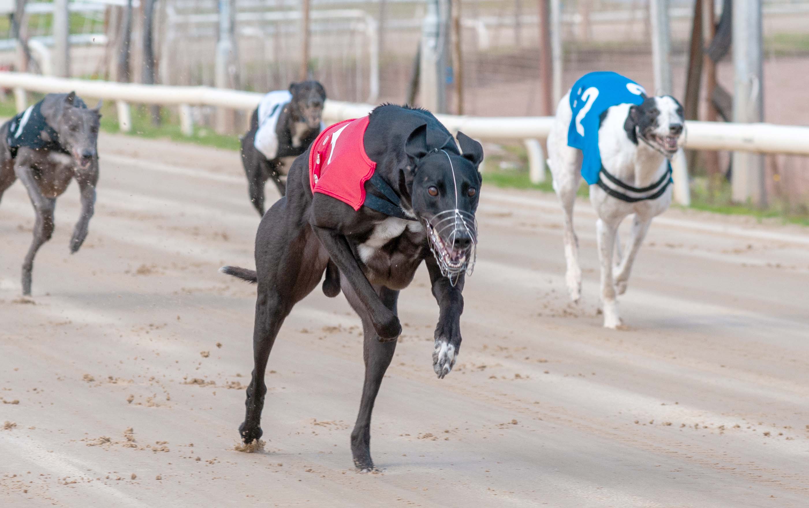 PRODUCE STAKES - 1ST ROUND - Greyhound Star | News from the Greyhound ...