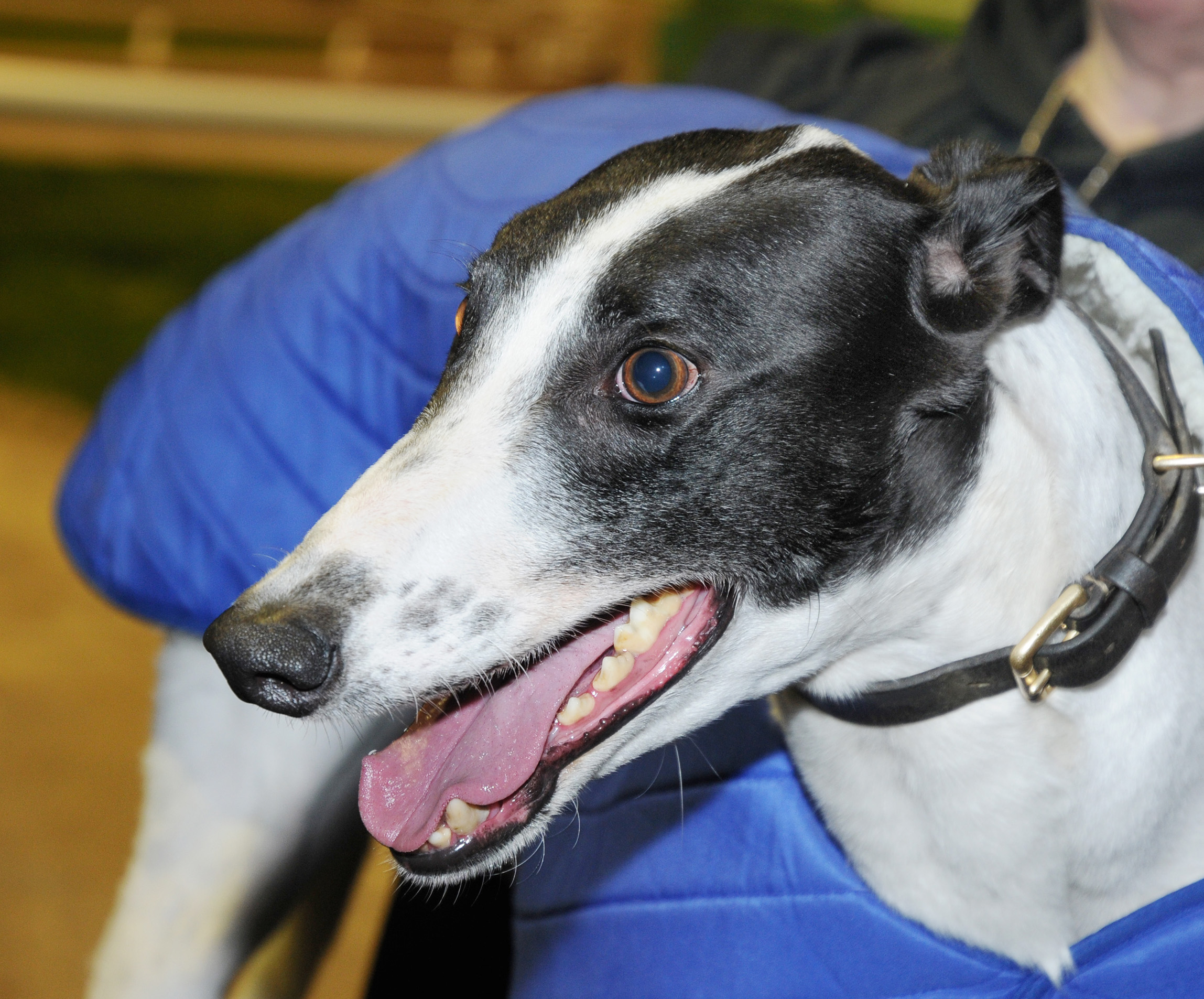 Wallis Shades Cahill As Pair Dominate At Hove - Greyhound Star | News ...