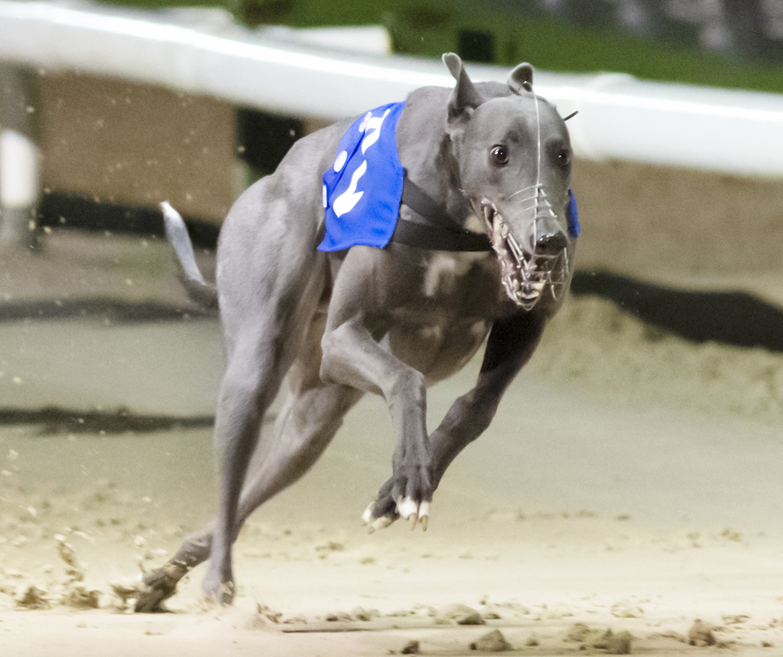 BRITISH PERFORMANCE OF THE WEEK - Greyhound Star | News from the ...