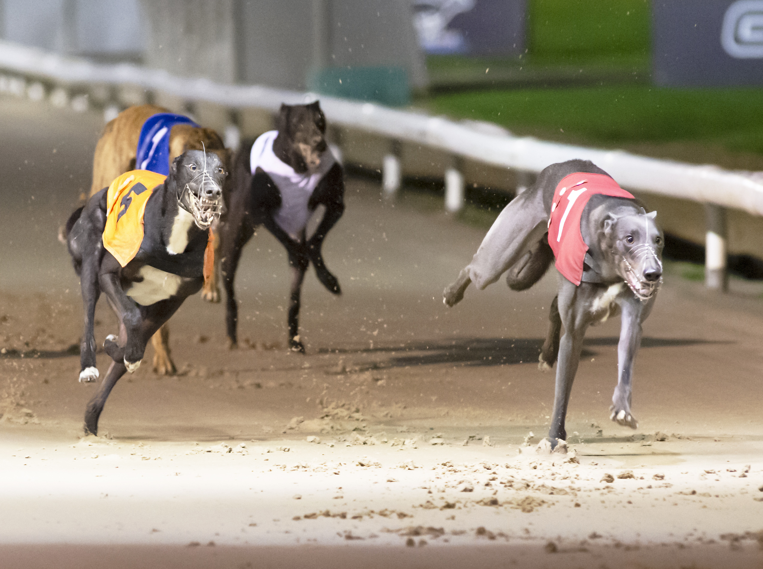 BIG NAMES AT PERRY BARR - FULL FORM - Greyhound Star | News from the ...