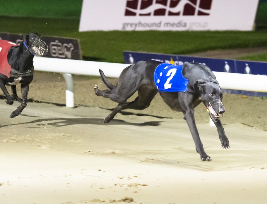 BRITISH PERFORMANCE OF THE WEEK - Greyhound Star | News from the ...
