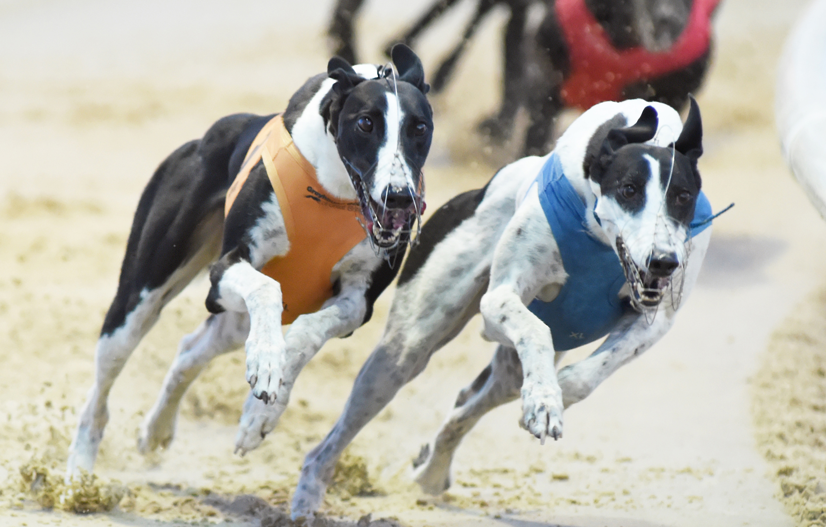 Desperate battle - the top 200 - Greyhound Star | News from the ...