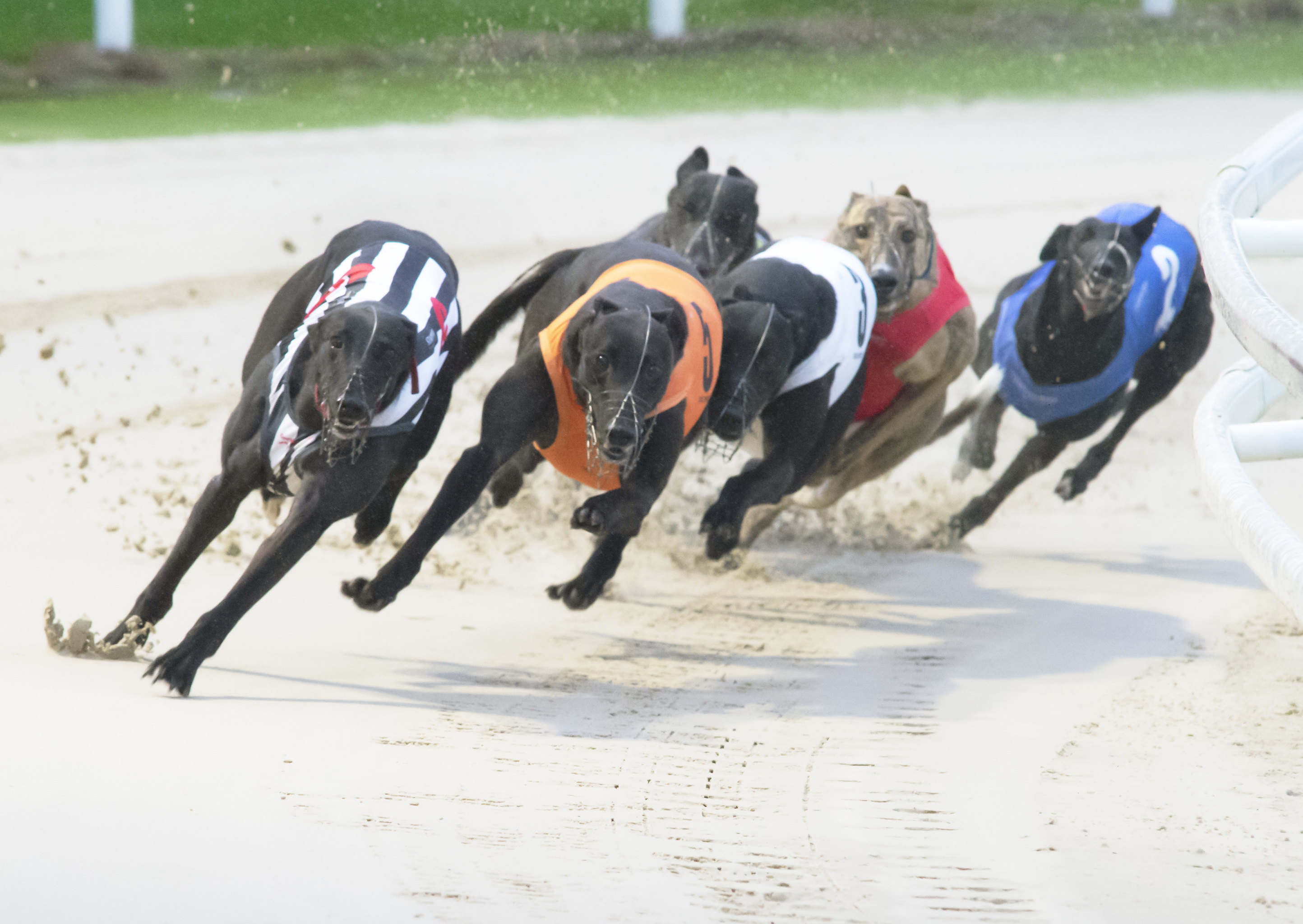 TOWCESTER PUPPY DERBY - SEMIS REVIEW/FINAL FORM - Greyhound Star | News ...