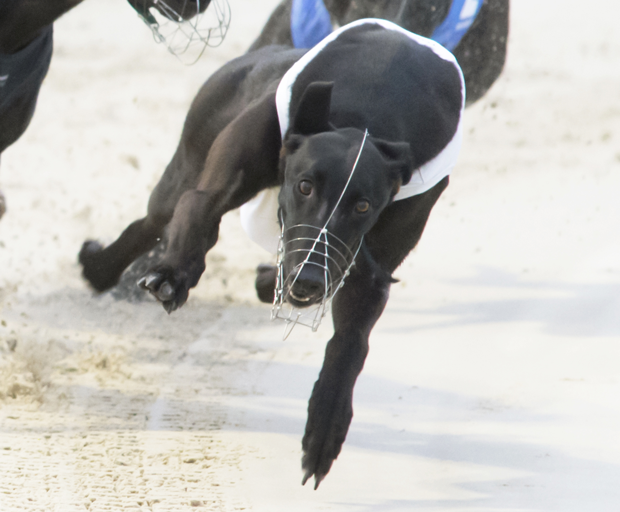 TOWCESTER PUPPY DERBY - SEMIS REVIEW/FINAL FORM - Greyhound Star | News ...