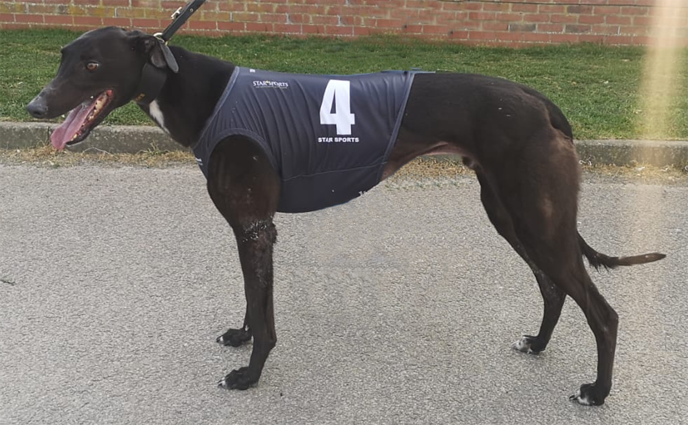 JET DERBY DISTANCE CLOCK - Greyhound Star | News from the Greyhound ...