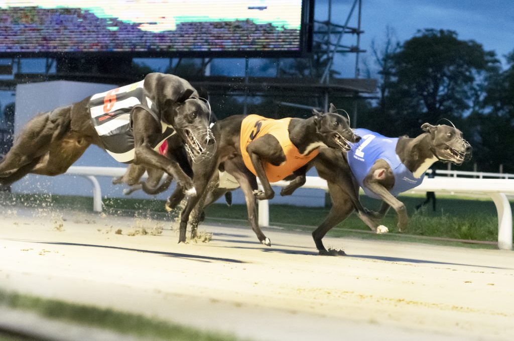 THORN CROWNED A BRILLIANT RETURN AT TOWCESTER - Greyhound Star | News ...