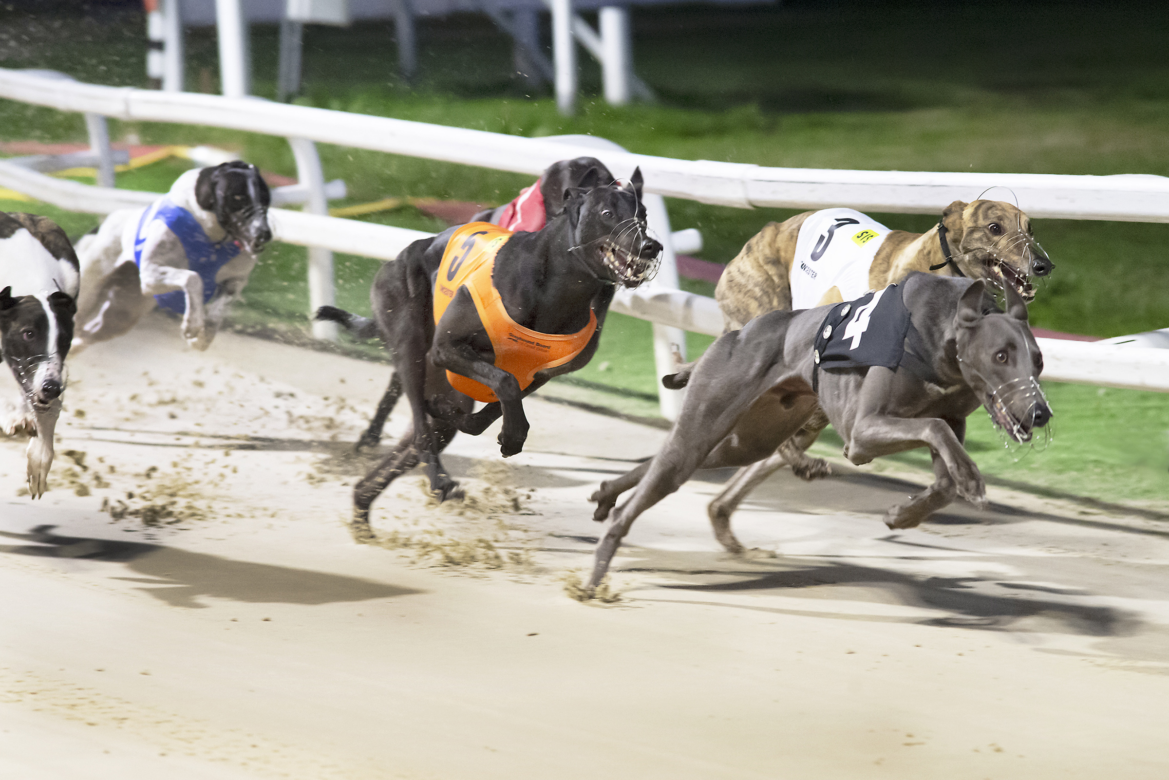 THORN CROWNED A BRILLIANT RETURN AT TOWCESTER - Greyhound Star | News ...