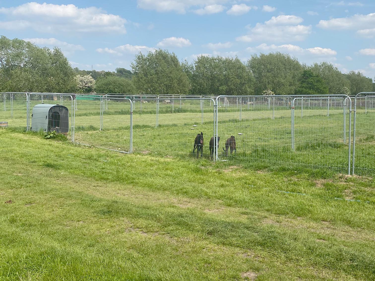 Monkspath open for British breeding - Greyhound Star | News from the ...