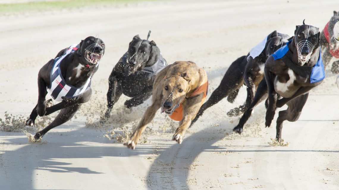 BRITISH PERFORMANCE OF THE WEEK - Greyhound Star | News from the ...