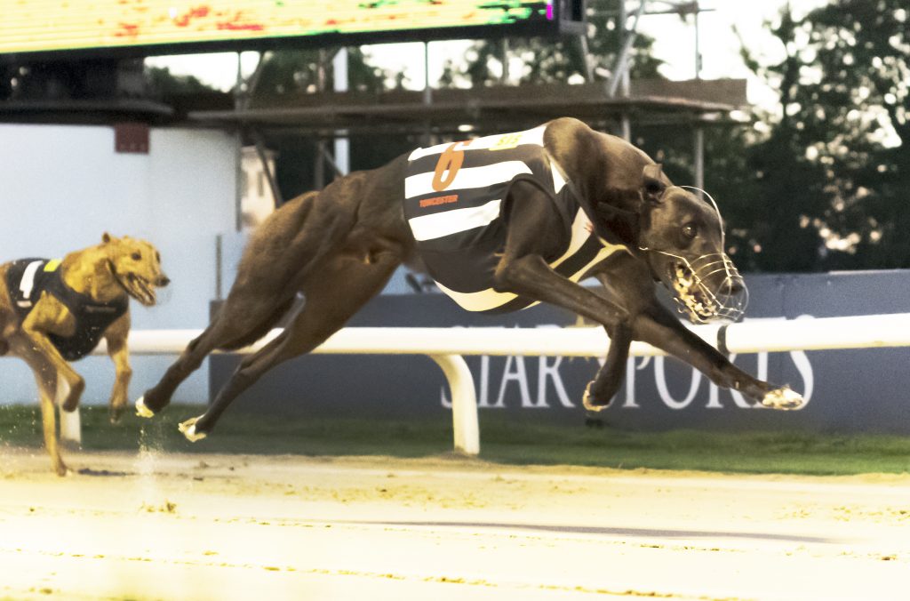 APACHE ON CLASSIC TRAIL - Greyhound Star | News from the Greyhound Industry