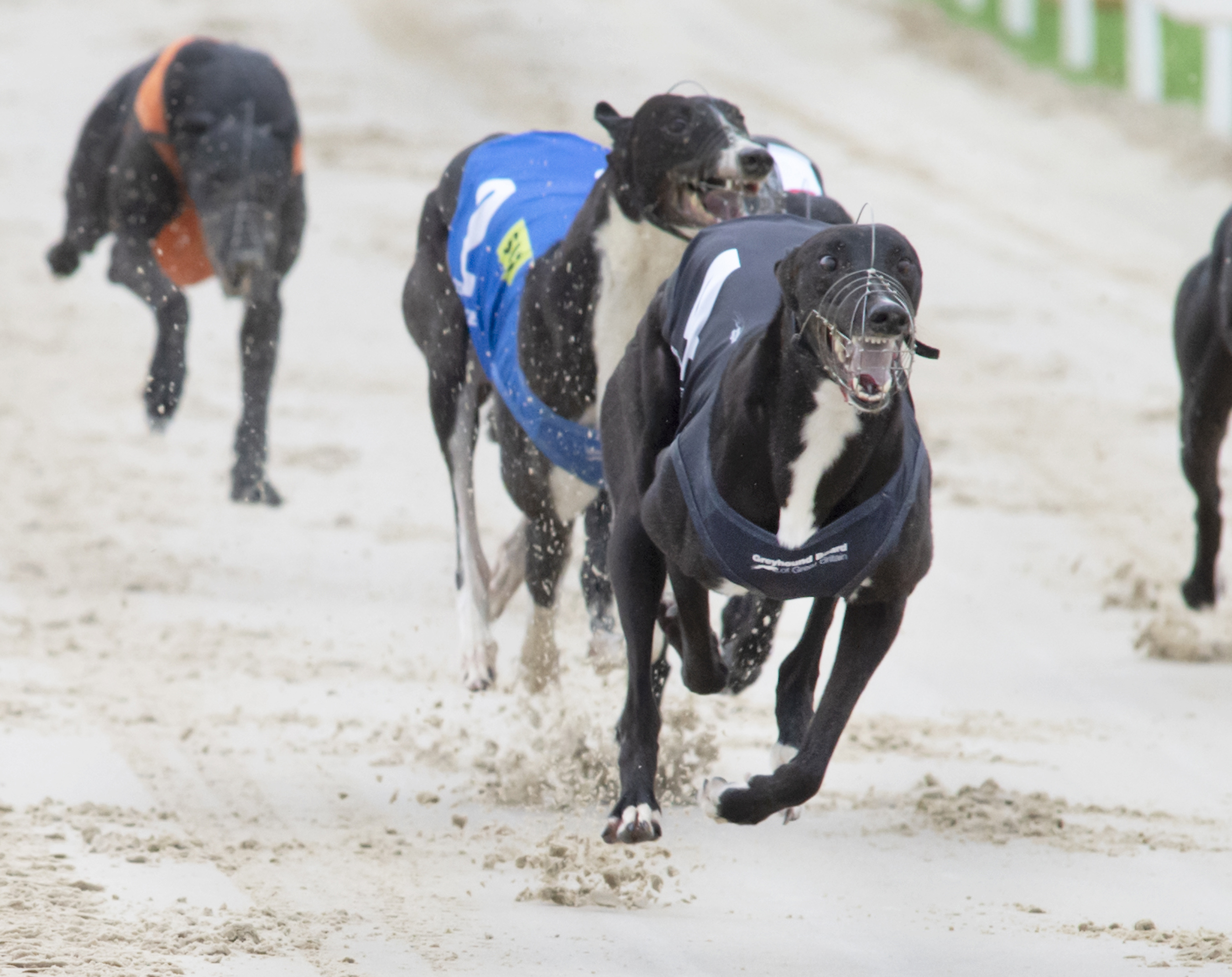TOWCESTER SUNDAY CARD – PREVIEWED BY MARK PIERREPONT - Greyhound Star ...