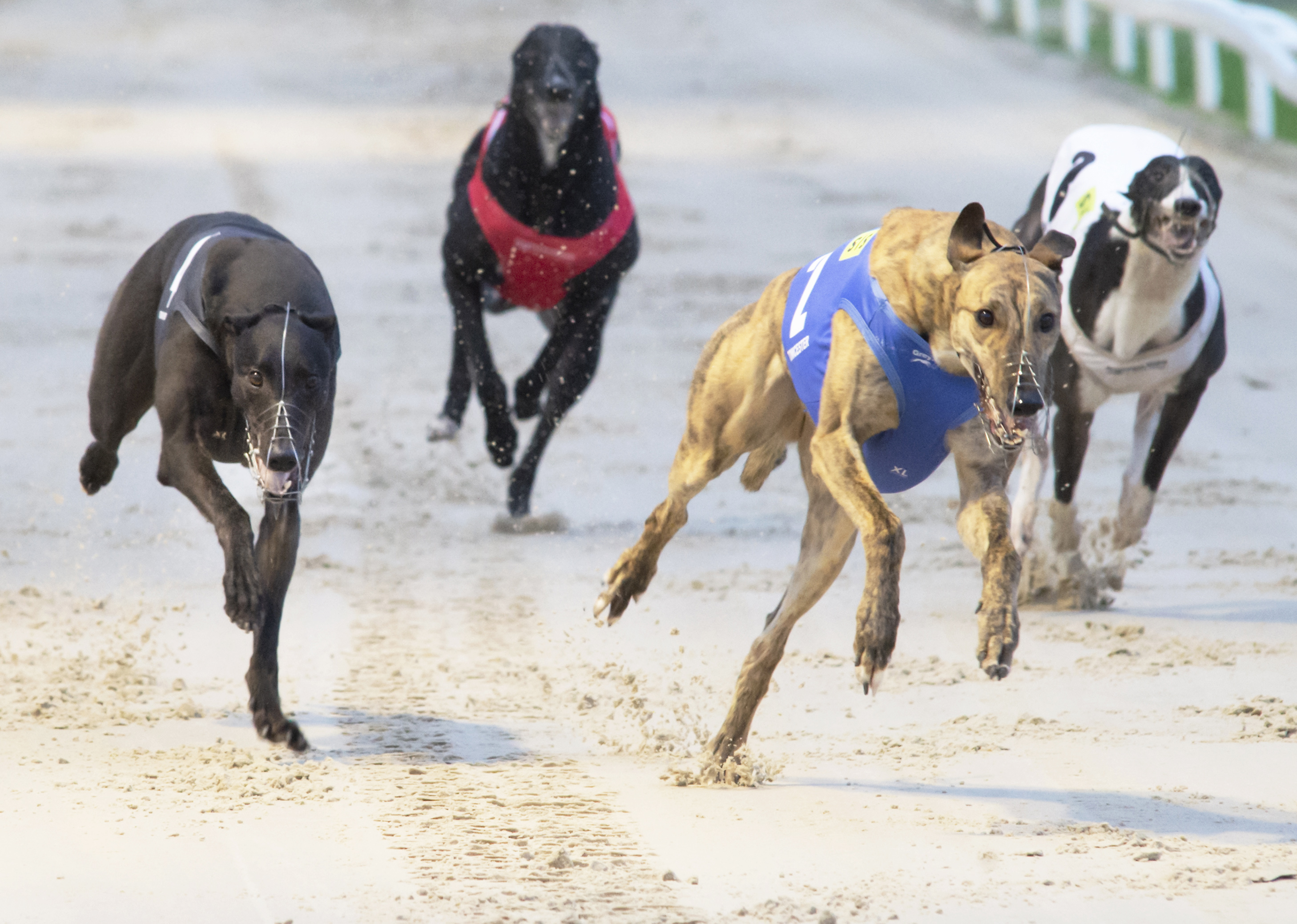 TOWCESTER PREVIEW - BY MARK PIERREPONT - Greyhound Star | News from the ...