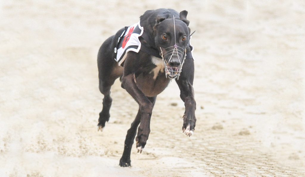 BREEDING MATTERS - STUD DOGS - Greyhound Star | News from the Greyhound ...