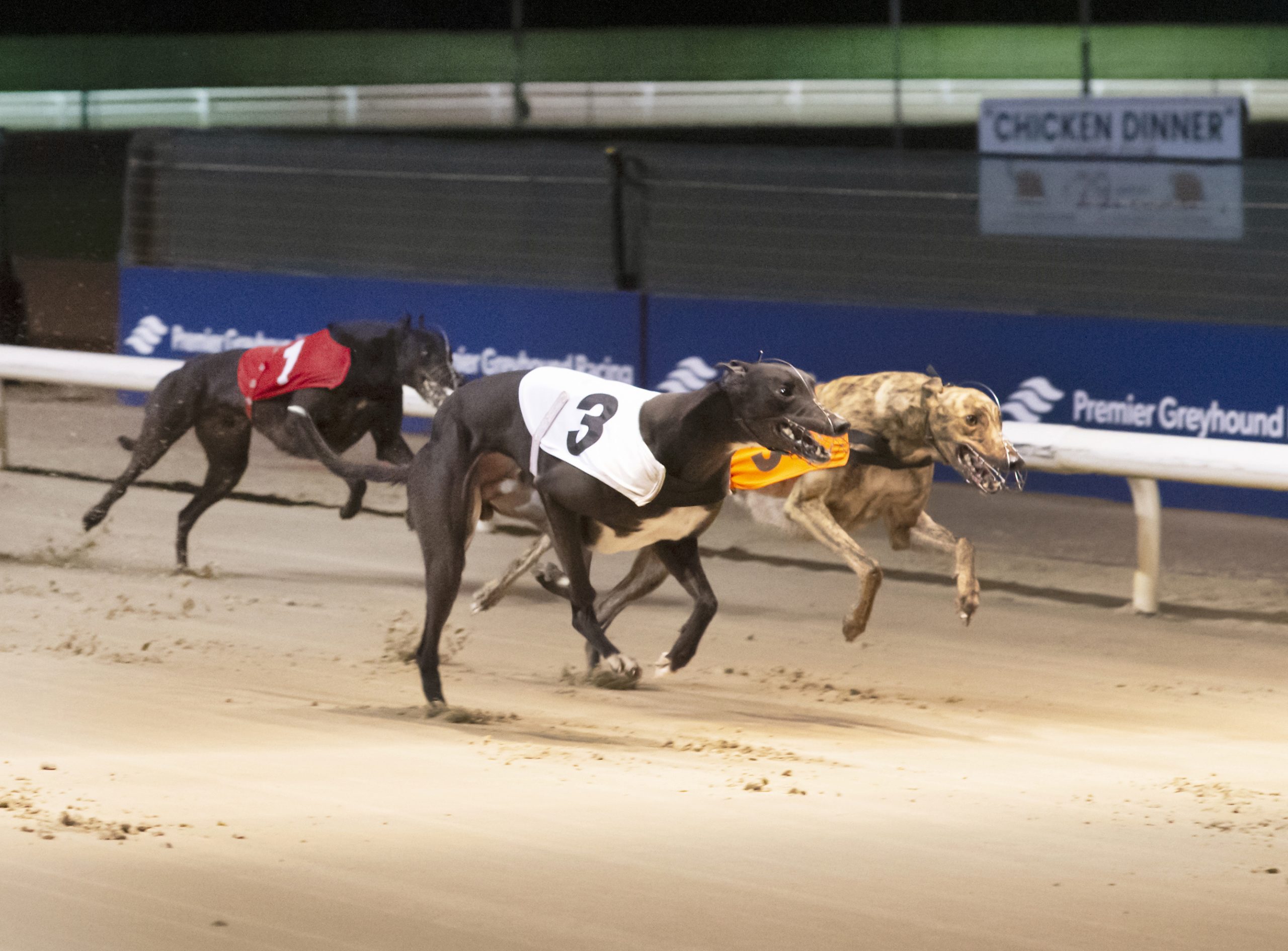 Sheffield Opens - Preview & Full Form - Greyhound Star | News from the ...