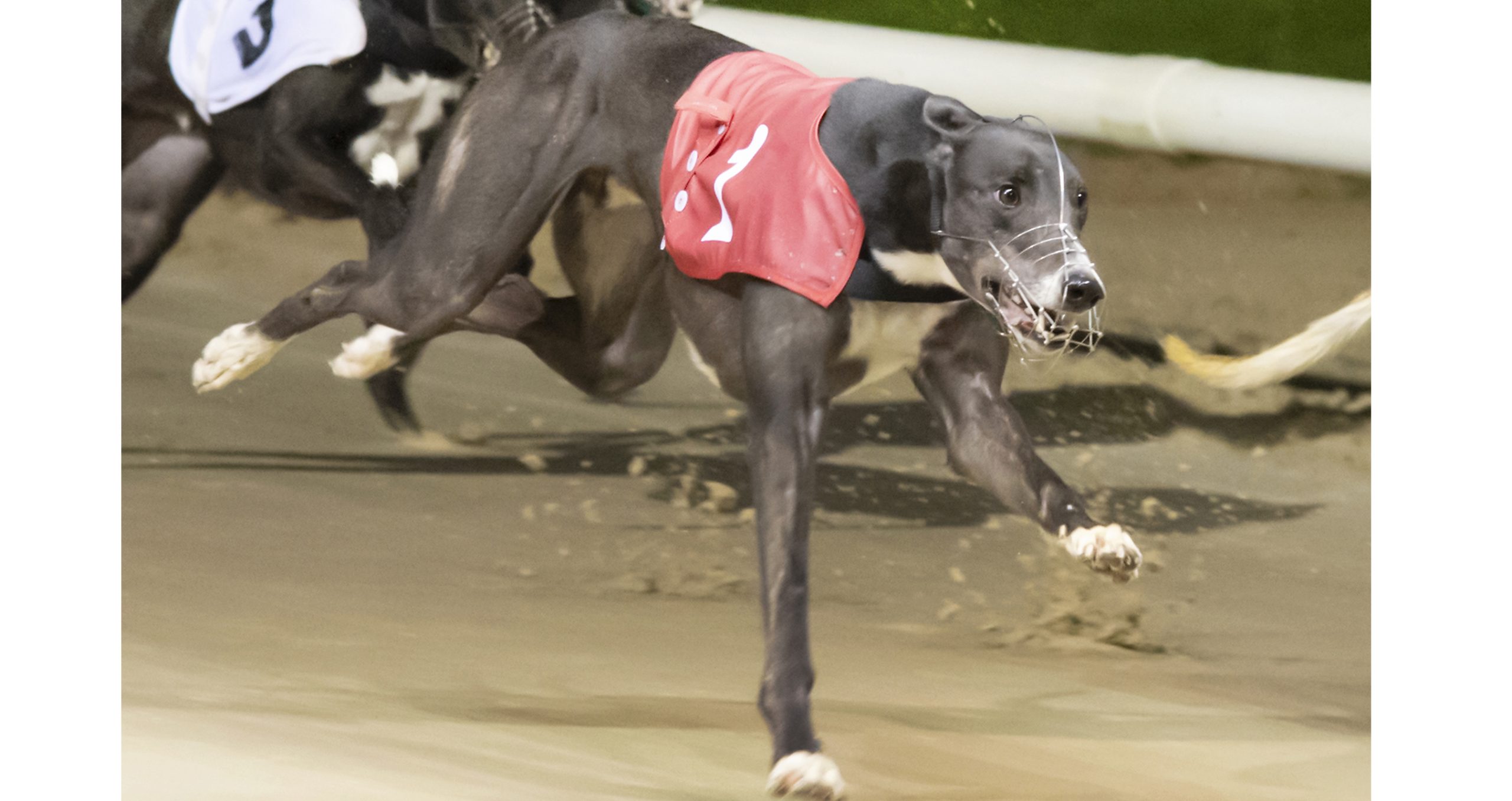 BRITISH PERFORMANCE OF THE WEEK - Greyhound Star | News from the ...