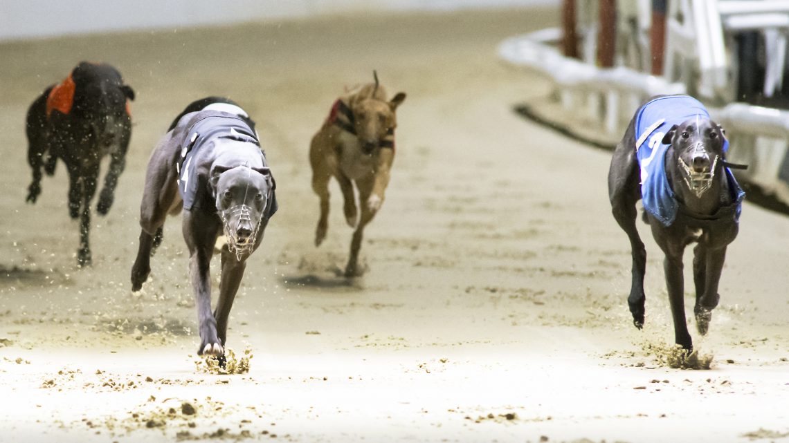 Latest Greyhound News Archives - Greyhound Star | News from the ...