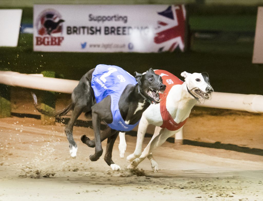 BRITISH PERFORMANCE OF THE WEEK - Greyhound Star | News from the ...