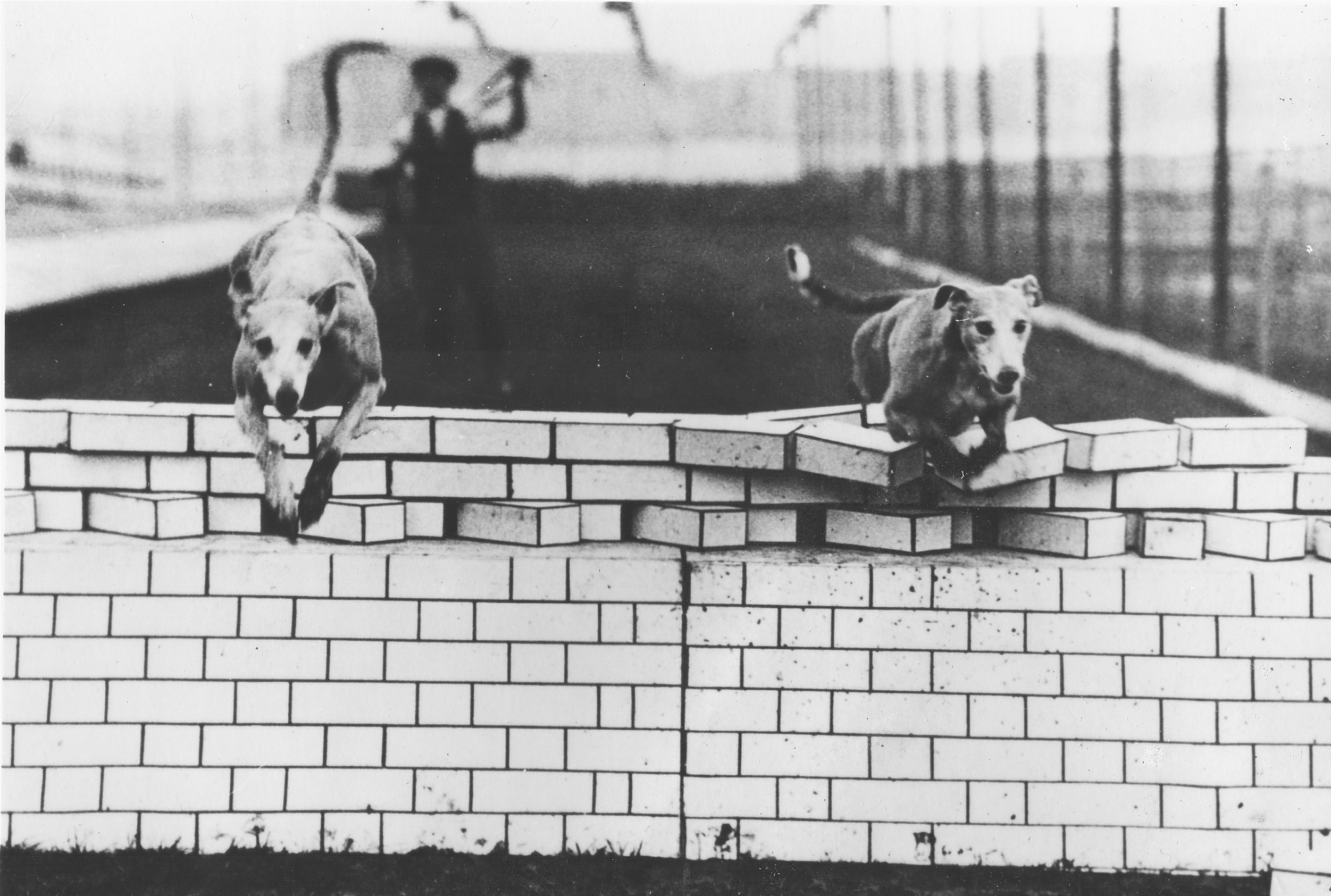 REMEMBER WHEN: MARCH - Greyhound Star | News from the Greyhound Industry