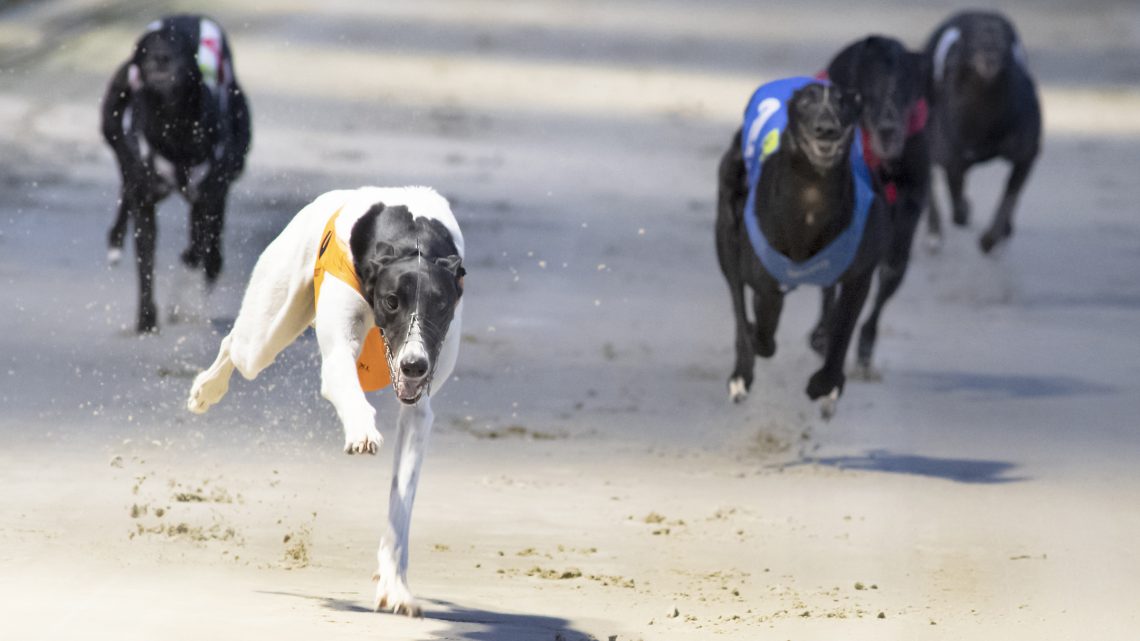 Latest Greyhound News Archives - Greyhound Star | News from the ...