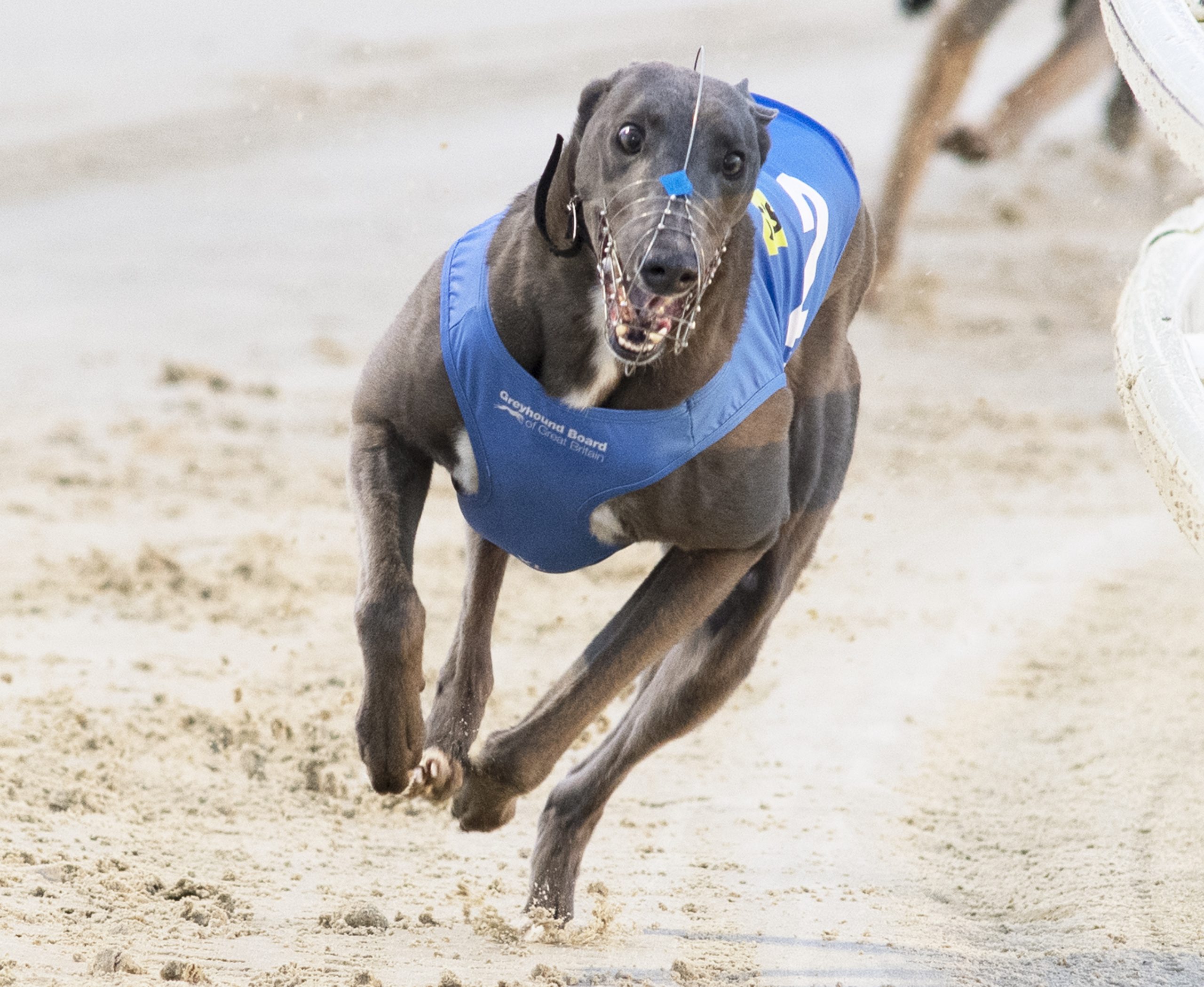 THURSDAY NIGHT REVIEW - Greyhound Star | News from the Greyhound Industry