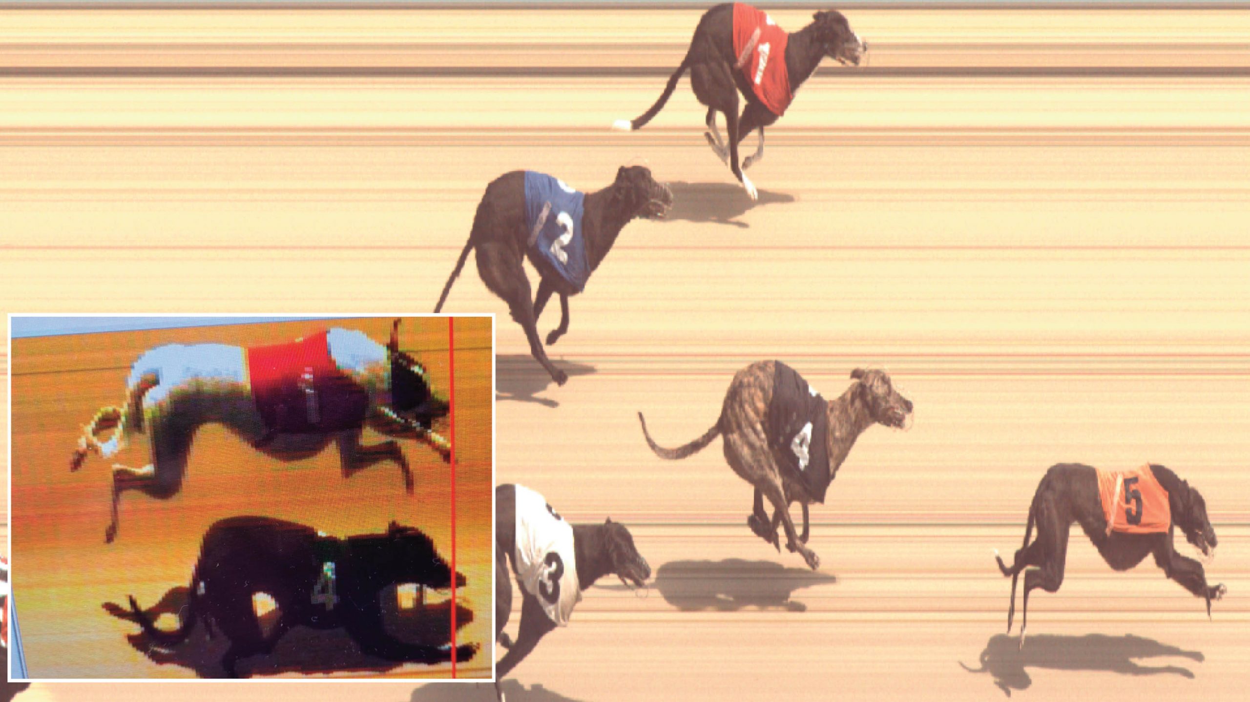 Technology enhancements at all four Entain tracks - Greyhound Star ...
