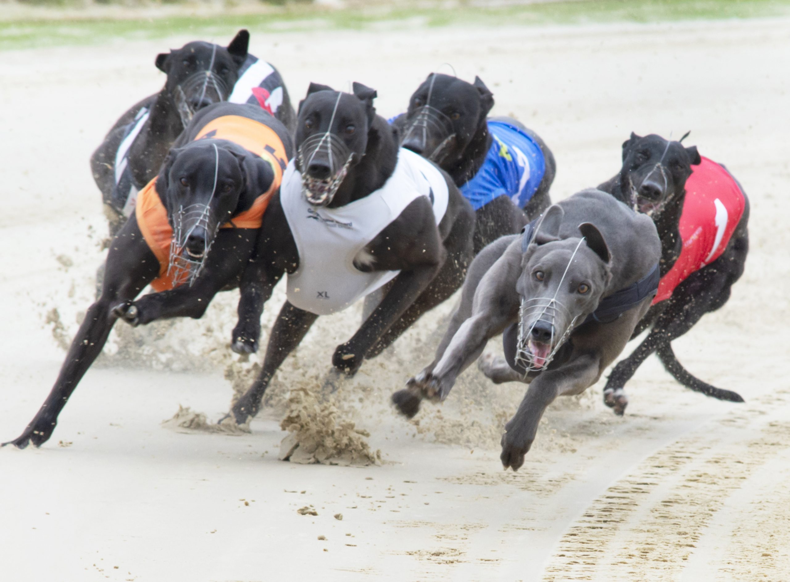 BREEDING GROUND - JAMIE BACKING BRITISH - Greyhound Star | News from ...