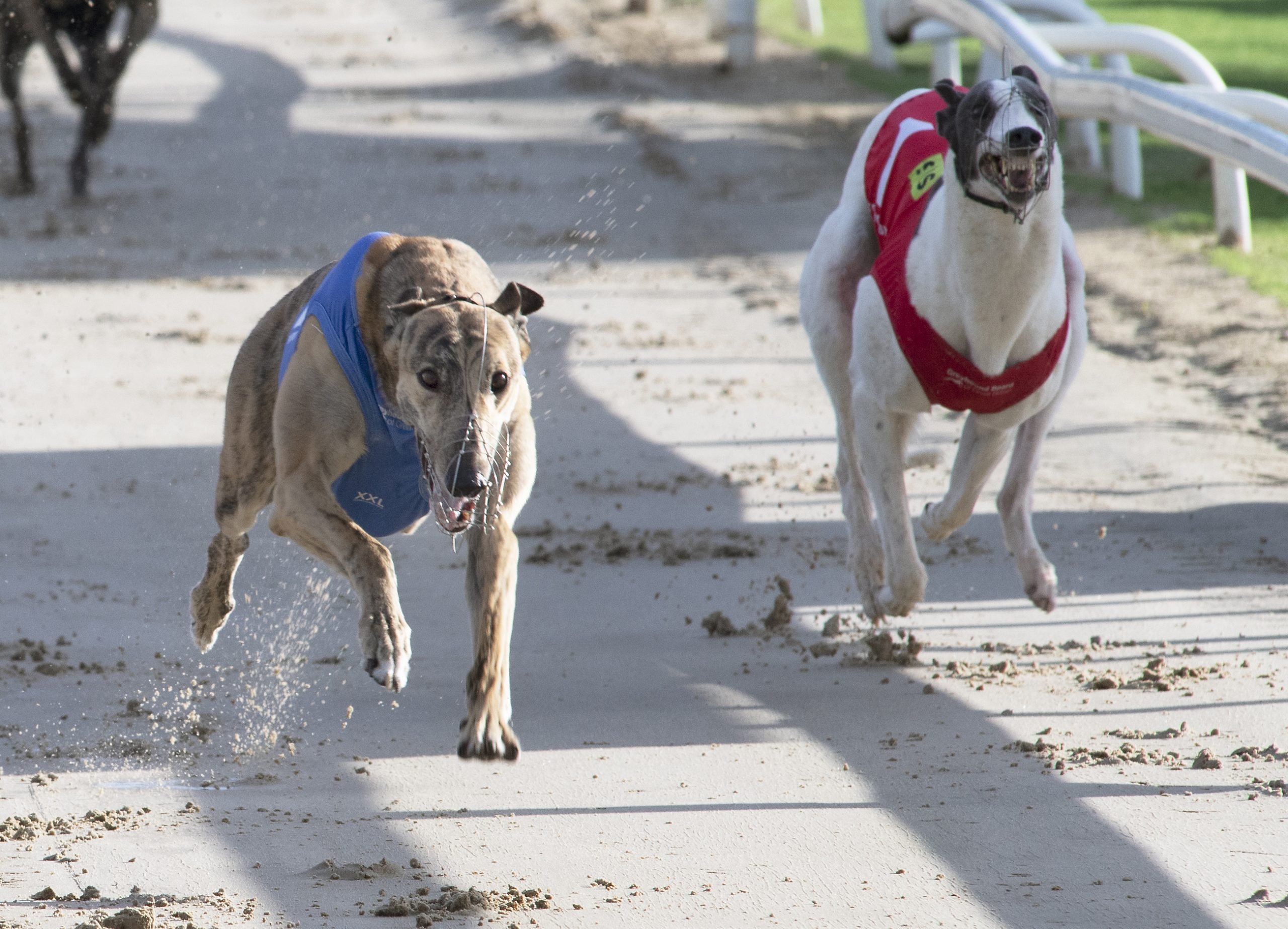 Blue Riband Preview & Full Form - Greyhound Star | News from the ...