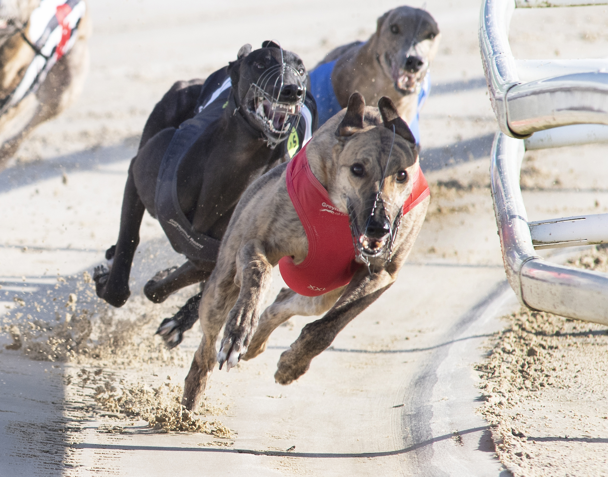 BRITISH PERFORMANCE OF THE WEEK - Greyhound Star | News from the ...