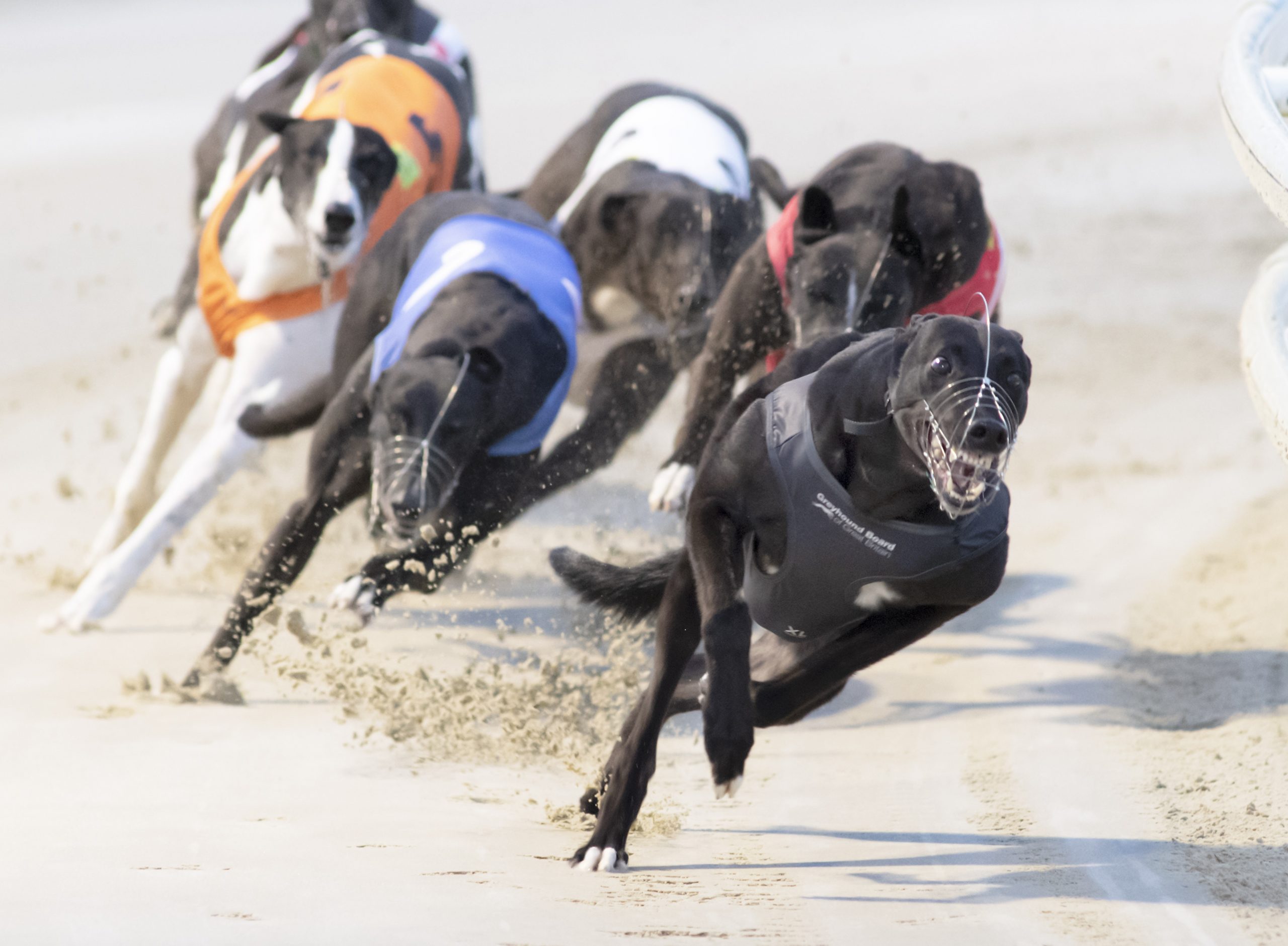 THURSDAY NIGHT REVIEW - Greyhound Star | News from the Greyhound Industry