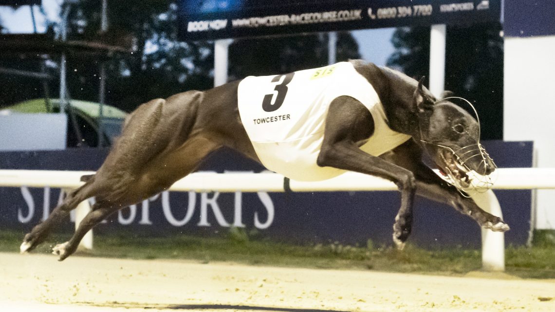 Latest Greyhound News Archives - Greyhound Star | News from the ...