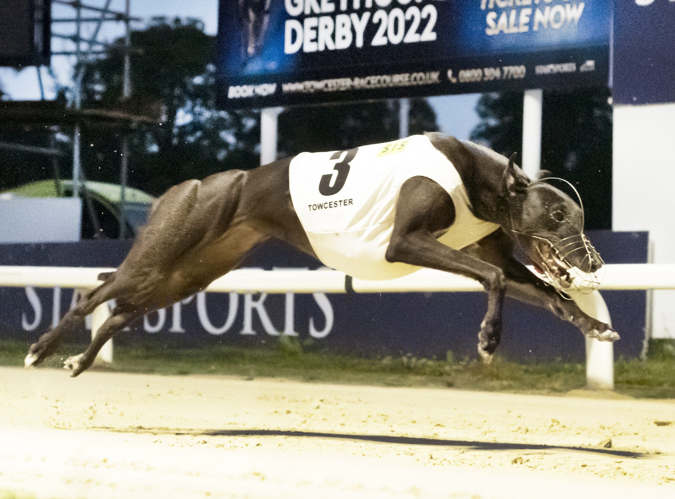 FASTEST OF YEAR - Greyhound Star | News from the Greyhound Industry