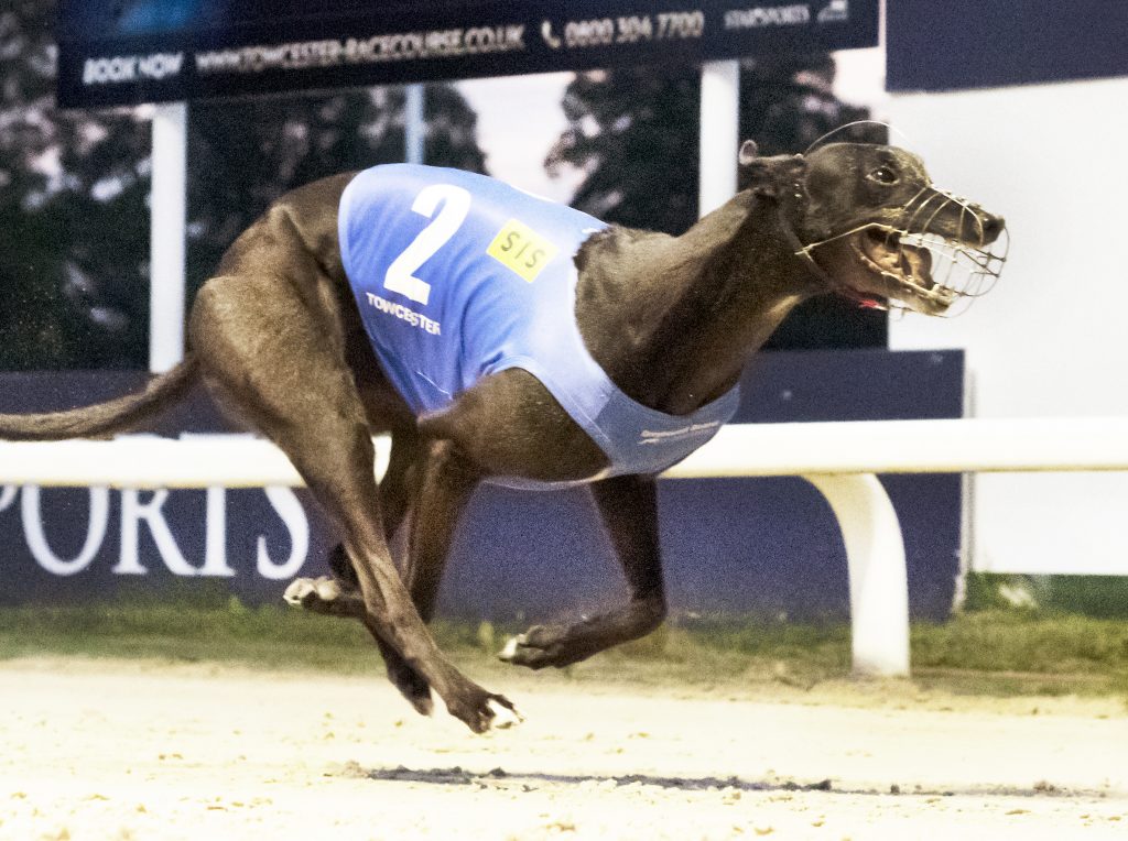 REGENCY/SUSSEX CUP PREVIEW BY CALLUM FIELD-MULLINS - Greyhound Star ...