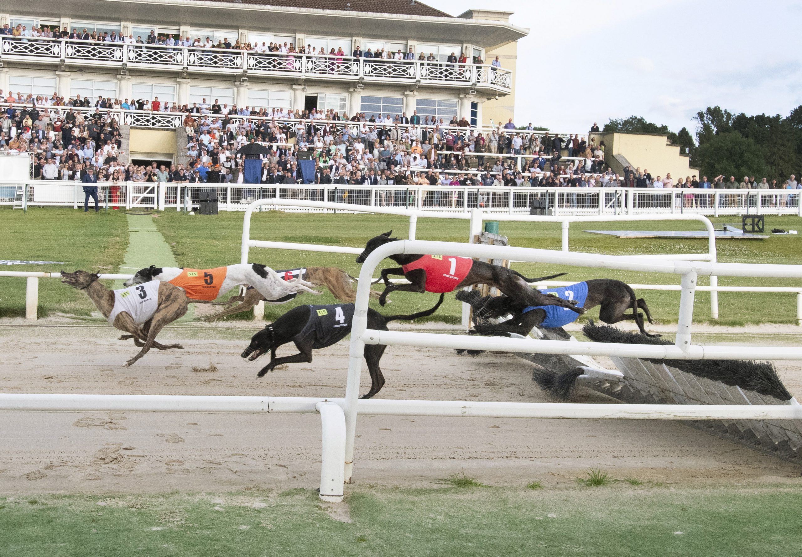 BRITISH PERFORMANCE OF THE WEEK - Greyhound Star | News from the ...