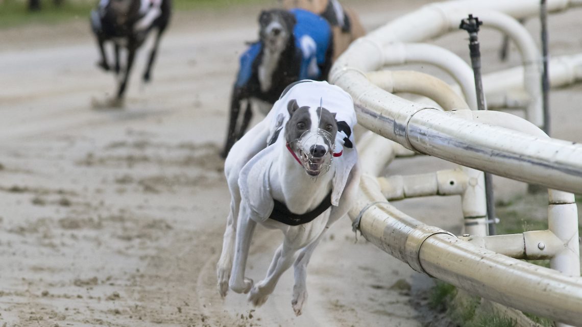 Latest Greyhound News Archives - Greyhound Star | News from the ...