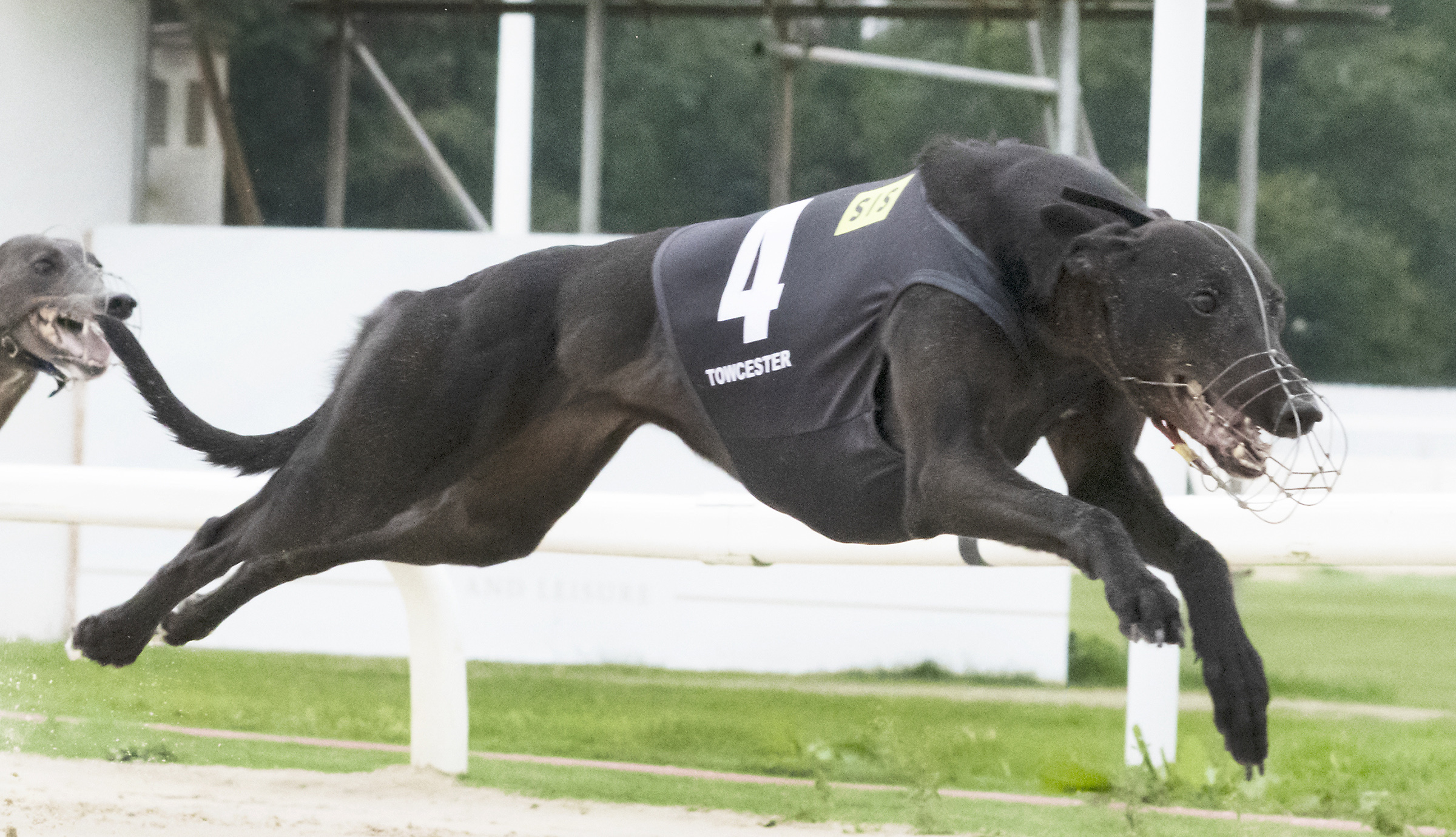 FASTEST OF YEAR - Greyhound Star | News from the Greyhound Industry
