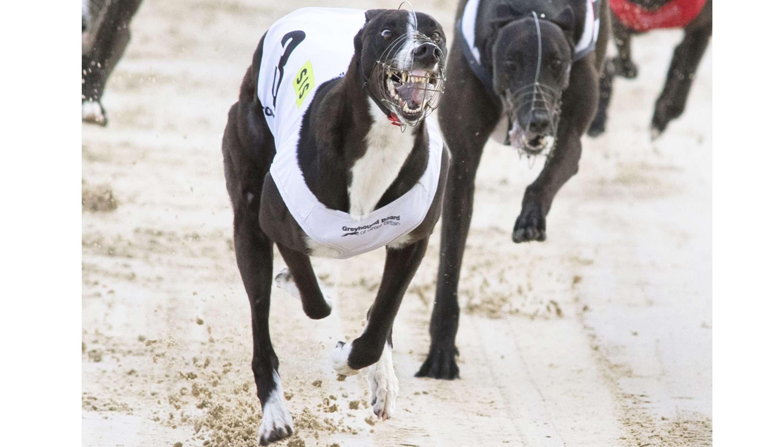 PGR ST LEGER REVIEW & SEMI FINAL FULL FORM - Greyhound Star | News from ...