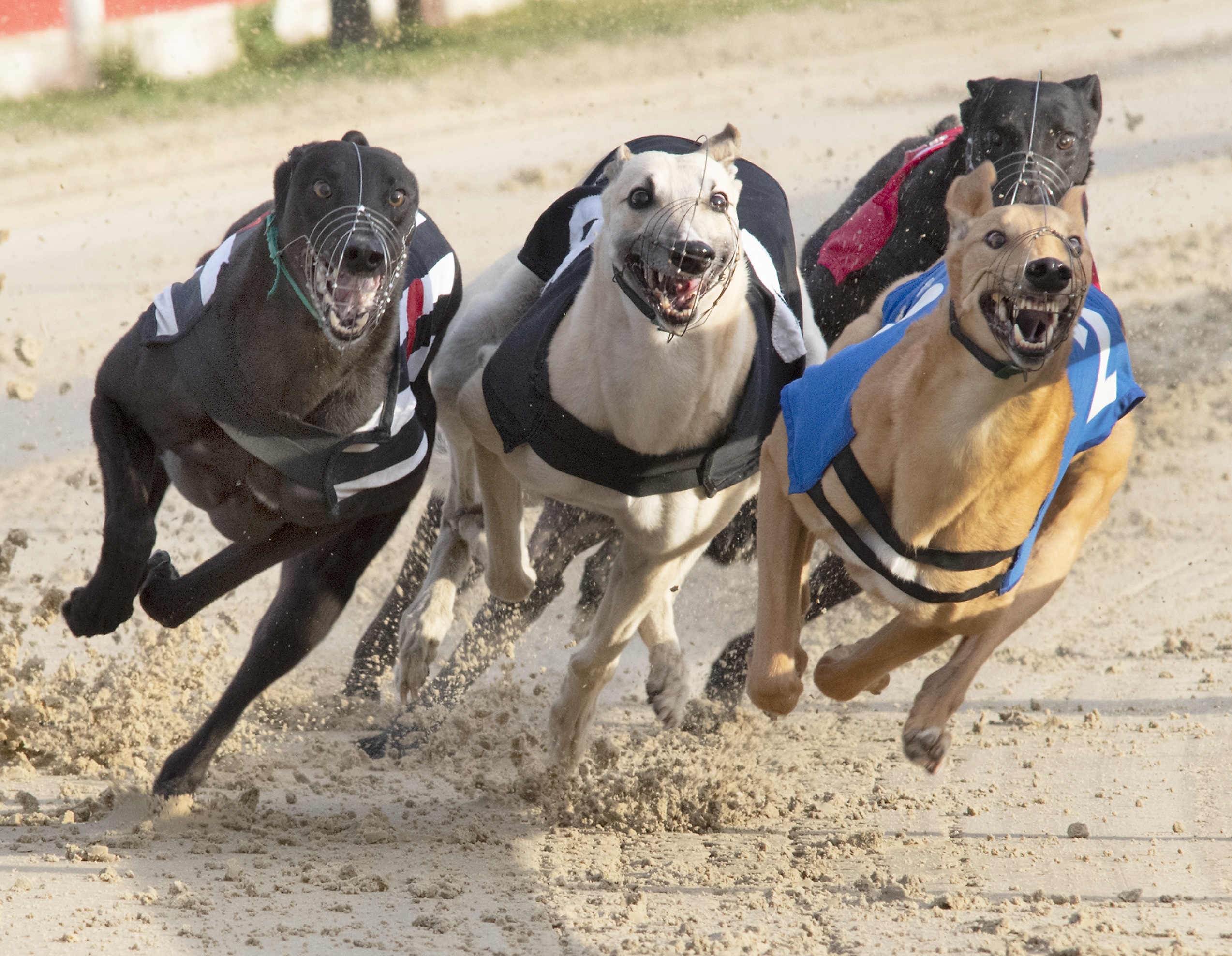 HAVANA CLASS RETIRED - Greyhound Star | News from the Greyhound Industry