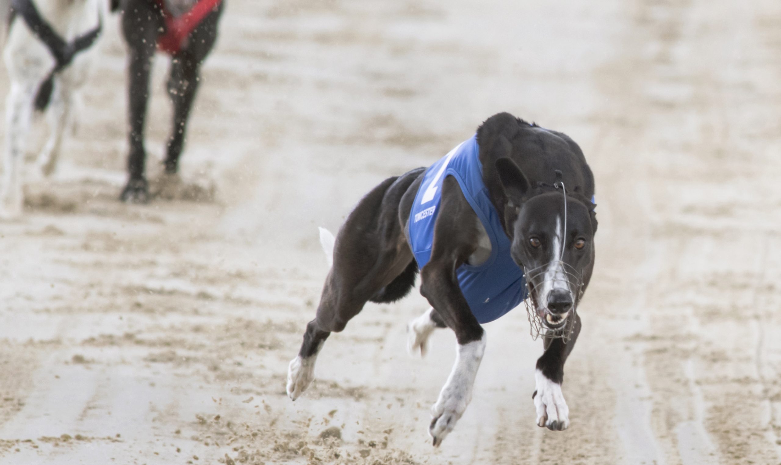 WEDNESDAY ROUND UP - Greyhound Star | News from the Greyhound Industry