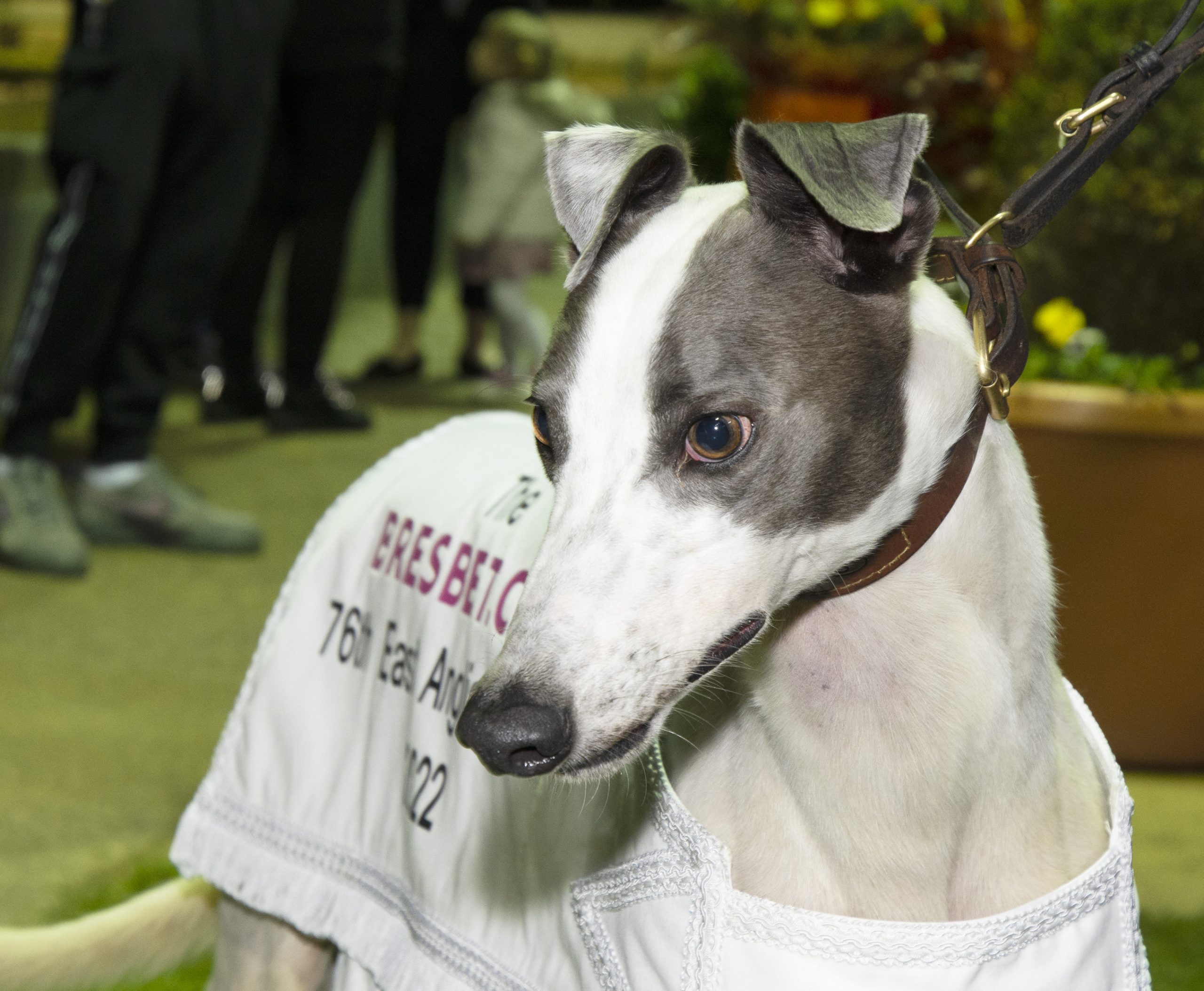 29,375-1 Hope wins East Anglian Derby (with Nash pix) - Greyhound Star ...