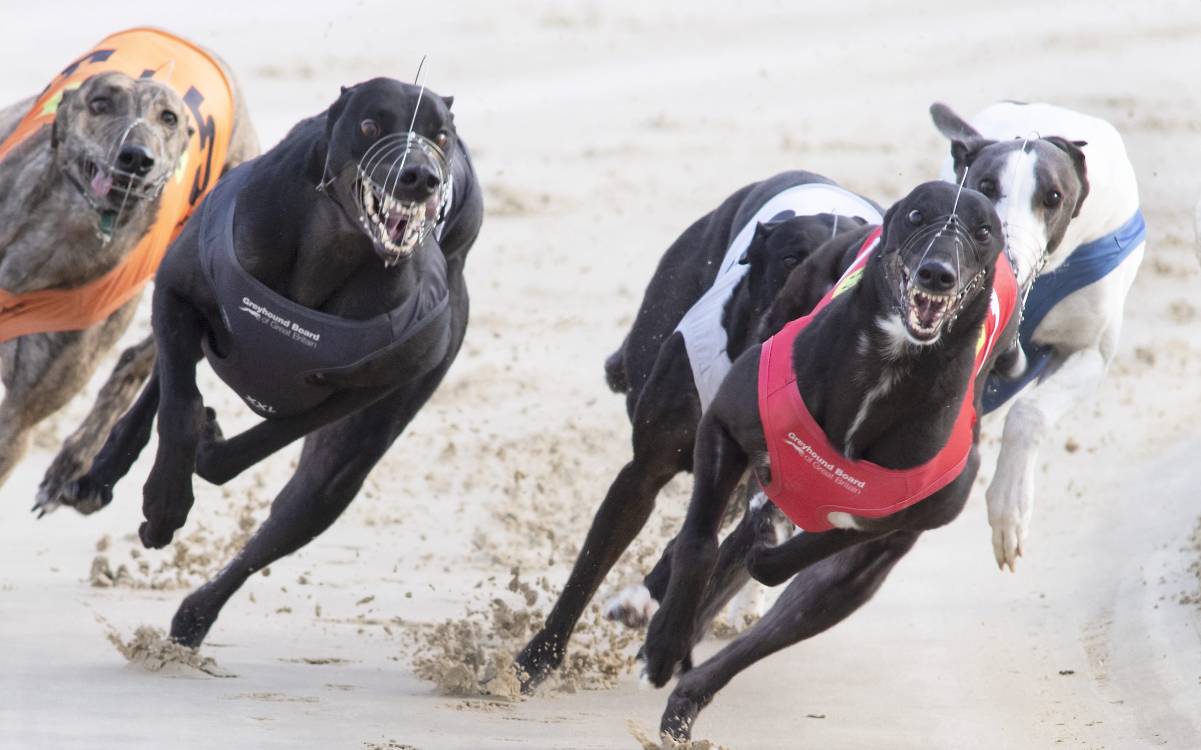 Ladies Day At Towcester - Bet365 Empress Stakes First Round Preview ...