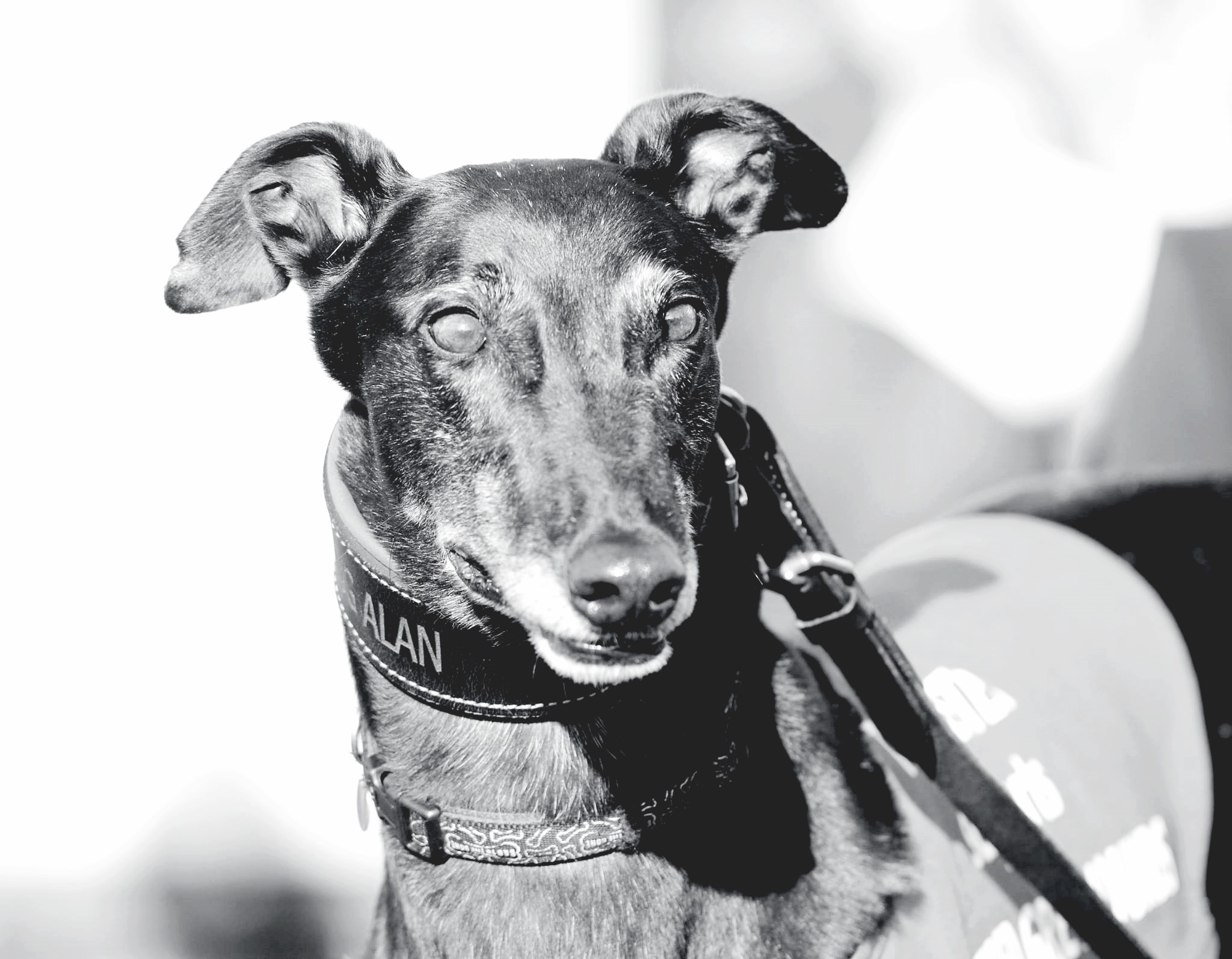 GRAND GESTURE FOR ALAN - Greyhound Star | News from the Greyhound Industry